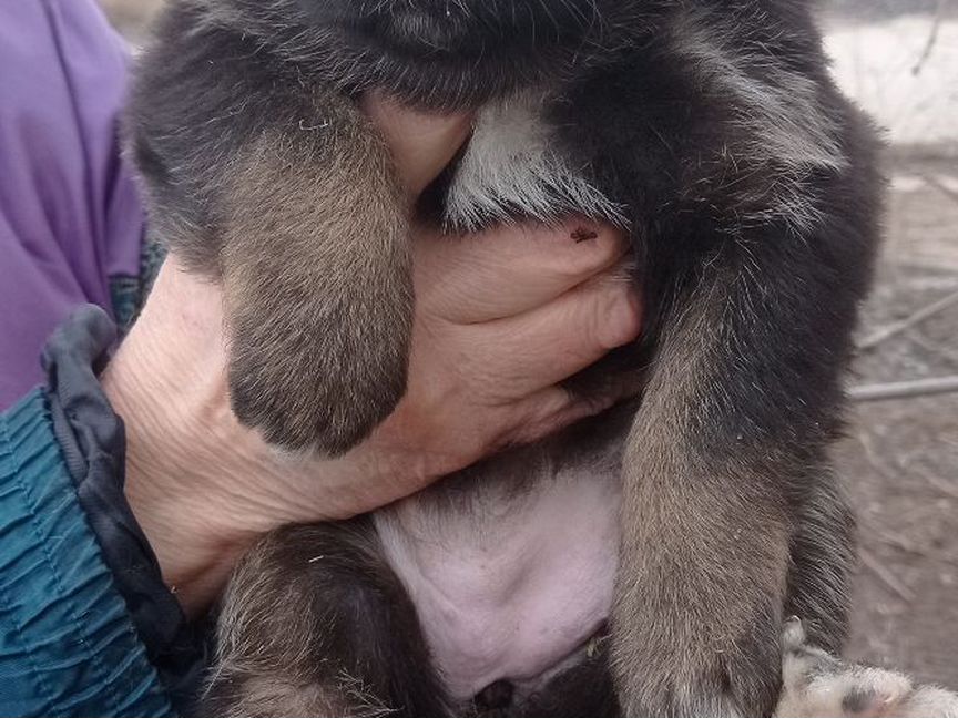 Щеночек,малышка 1 мес