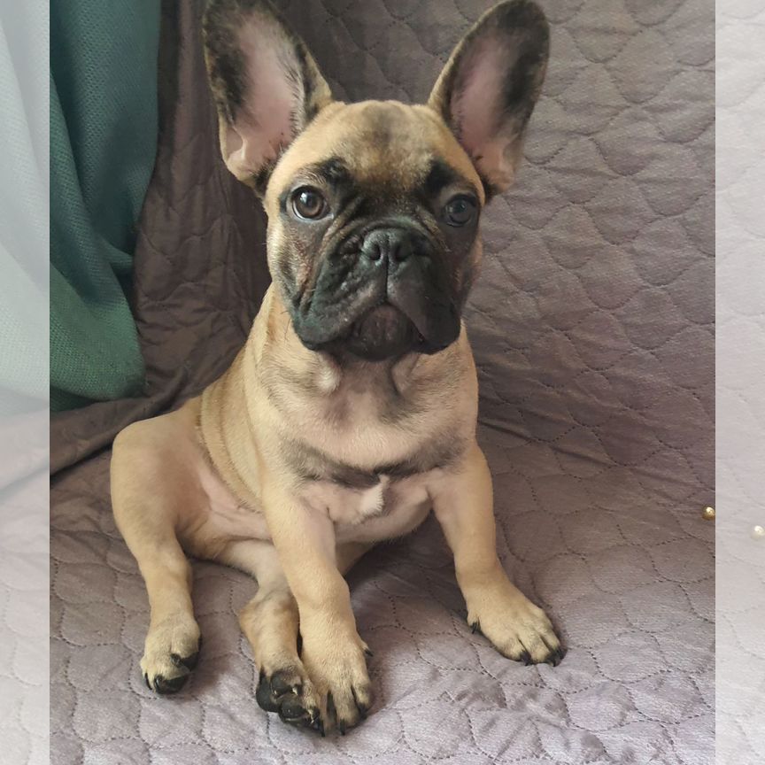 Французский бульдог, щенок