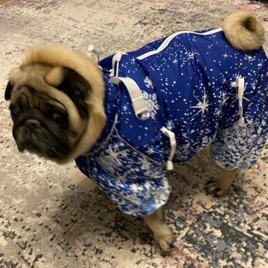 Одежда для мопса