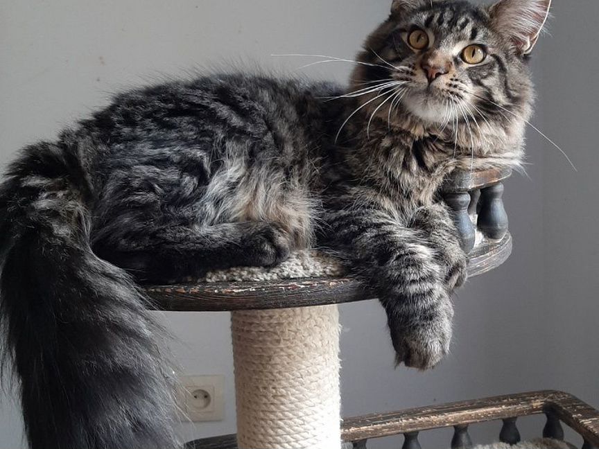 Котик полидакт 11 месяцев