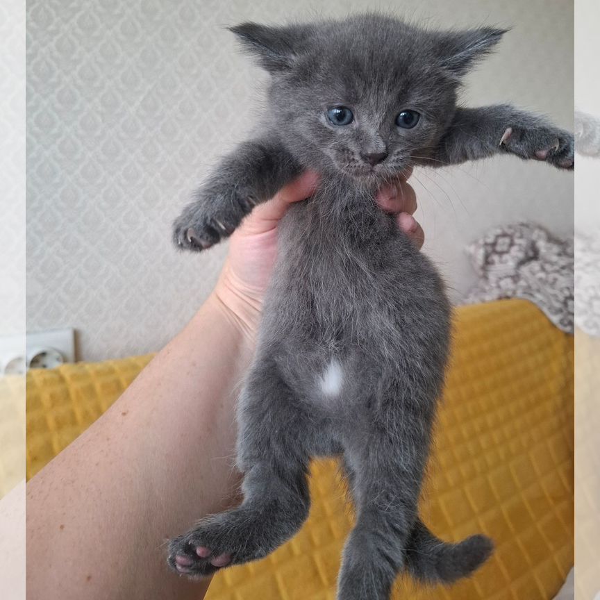 Котёнок в добрые руки