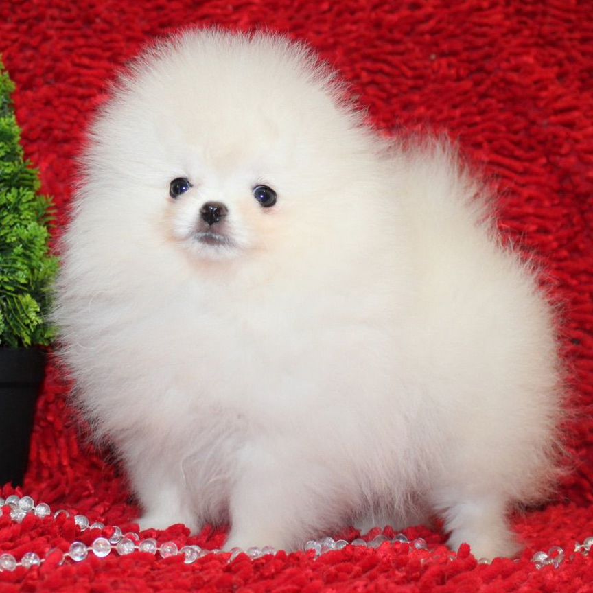 Померанский шпиц, щенок