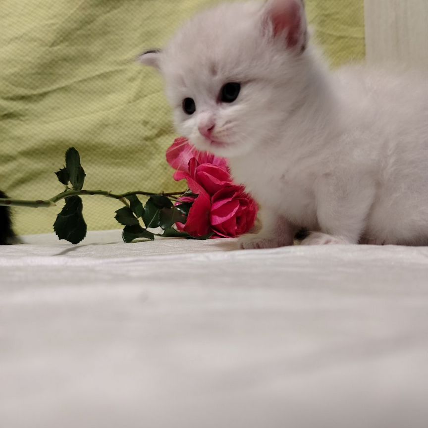 Котенок