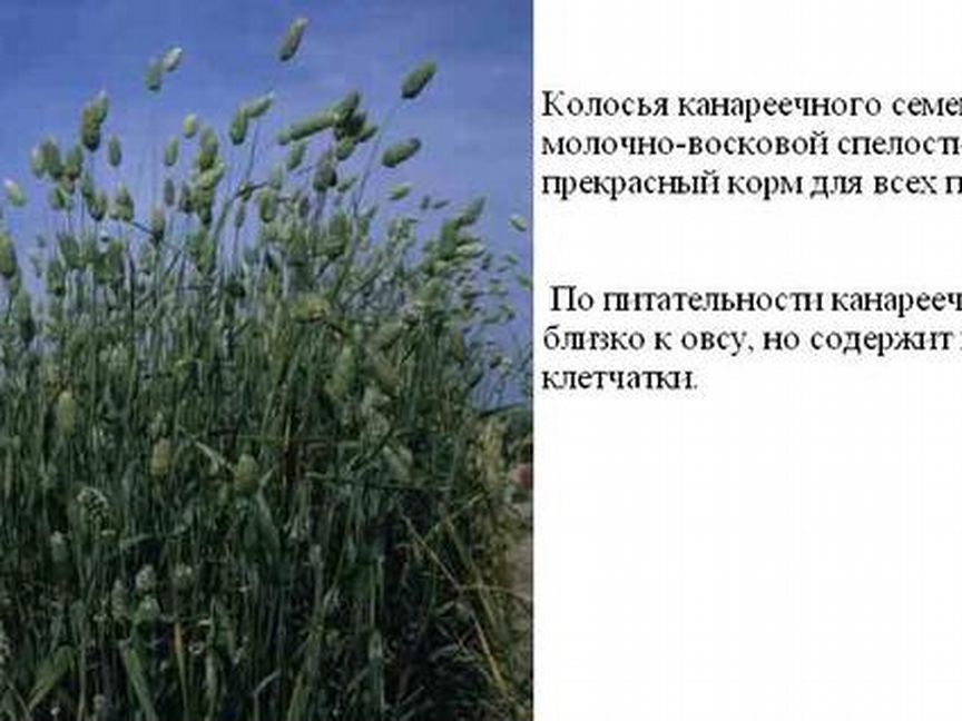 Канареечное семя