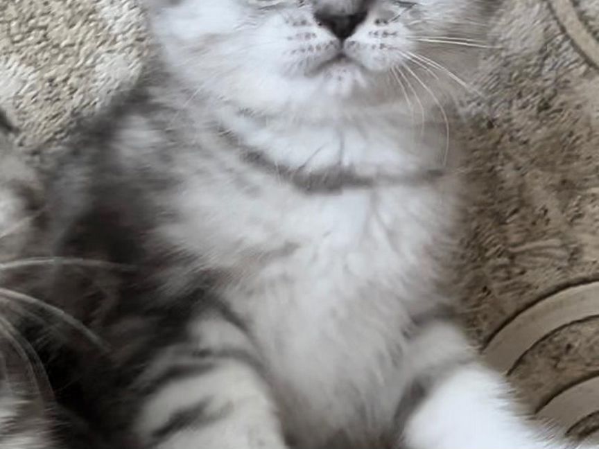 Питомник шотландских котят