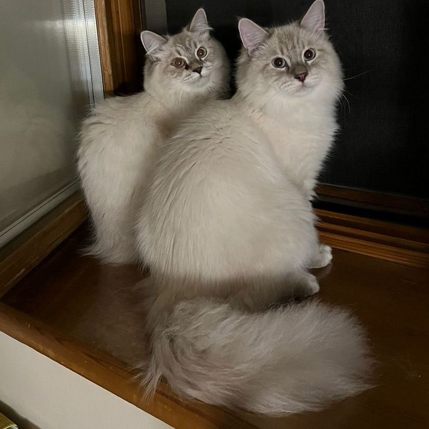 Котята