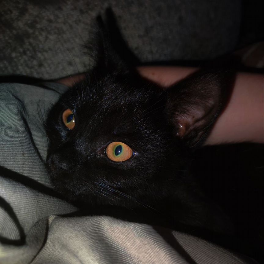 Отдам кота