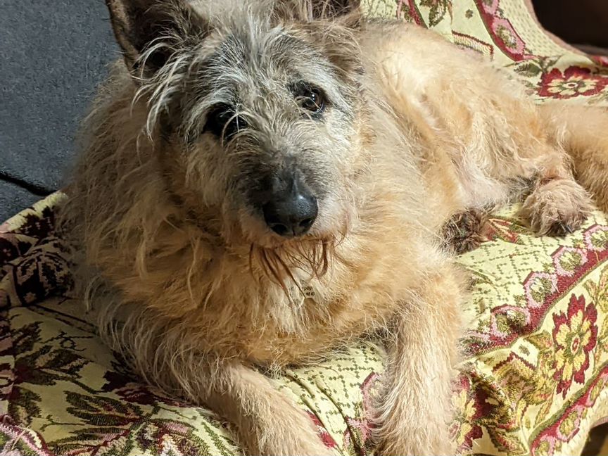 Собака ищет семью