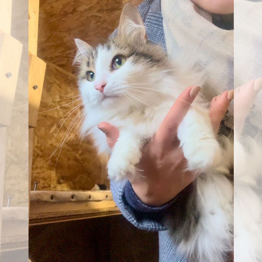 Чудесная Кассандра