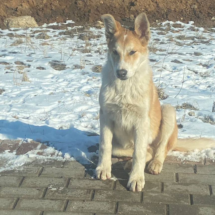 Ушастик,щенок,появился на улице,нужен дом и семья