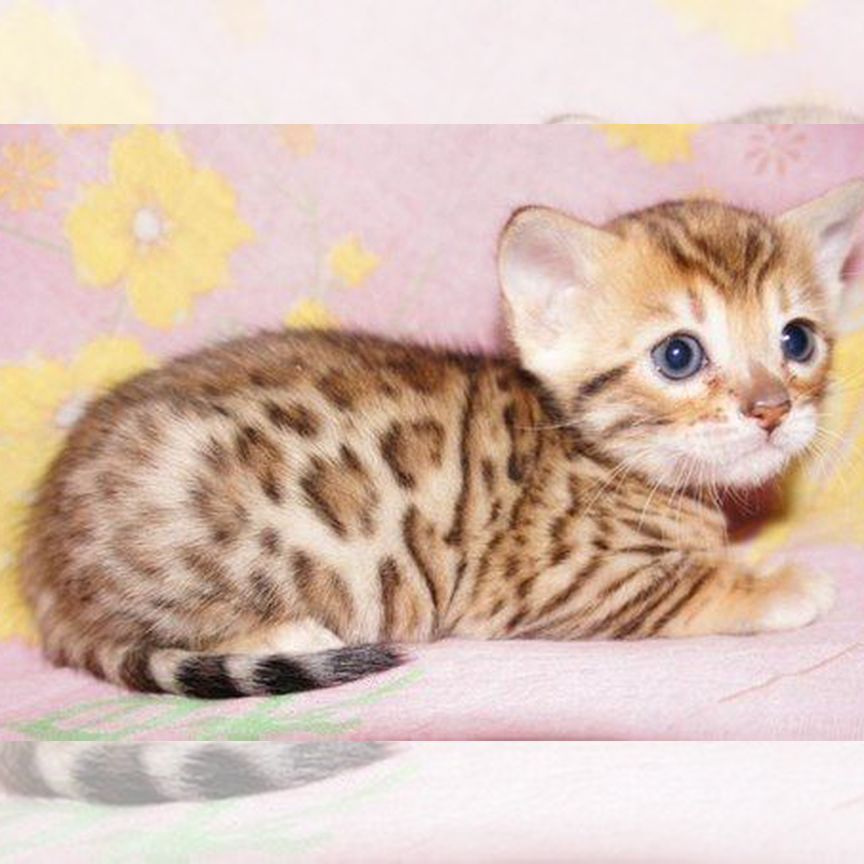 Элитные бенгалы F1