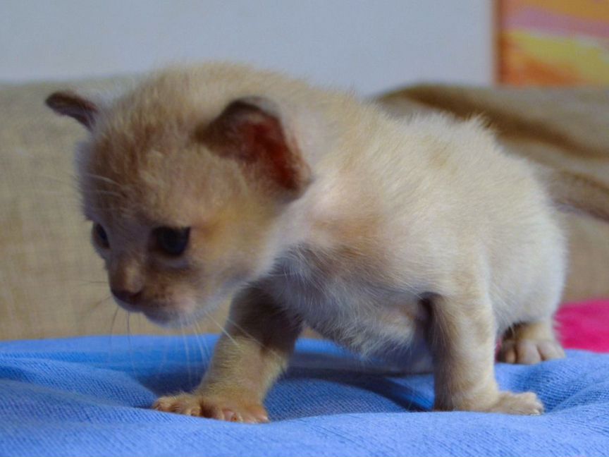 Бурманские котята соболь