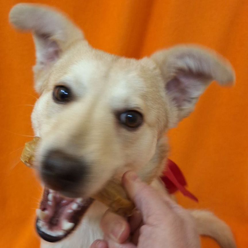 Щенок в добрые руки