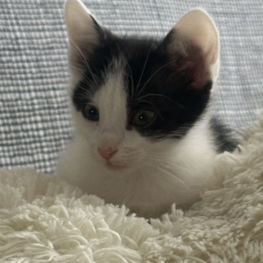 Котя в добрые руки