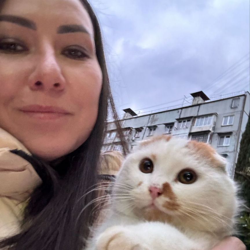 Скотиш фолд котик в добрые руки