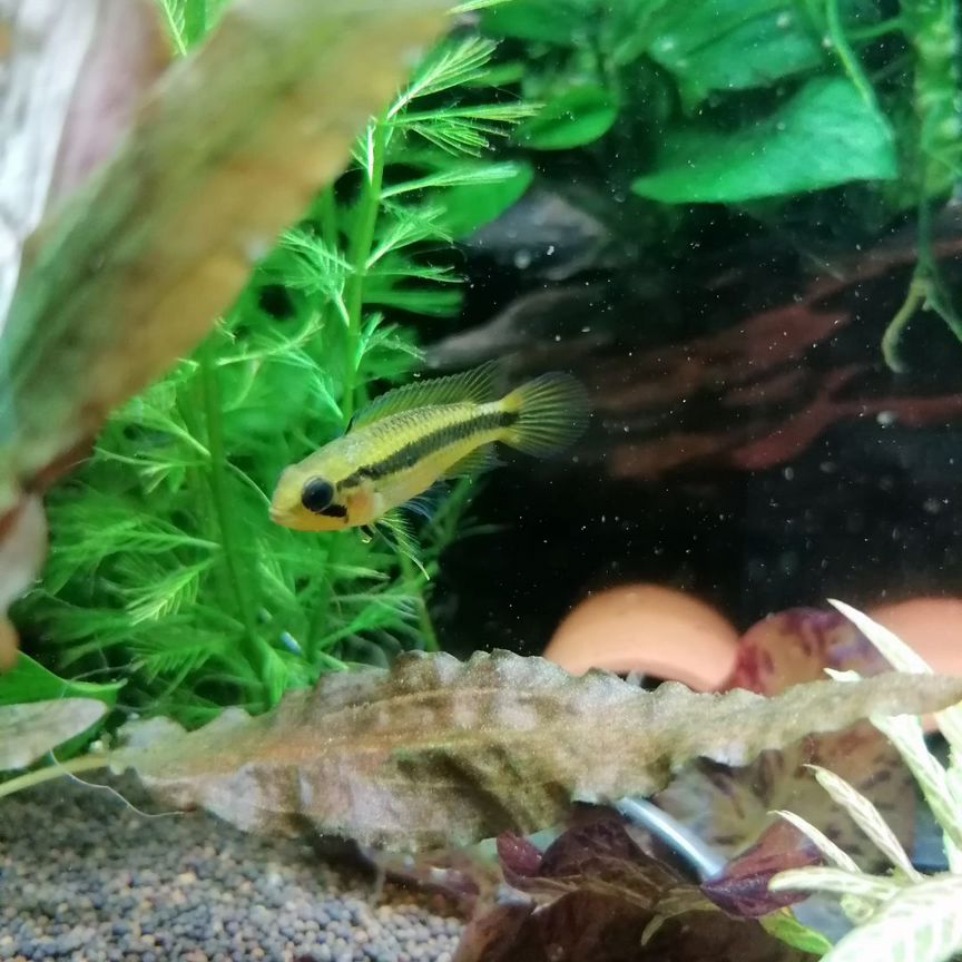 Апистограмма агассица