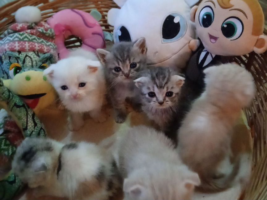 Шотландские вислоухие котята