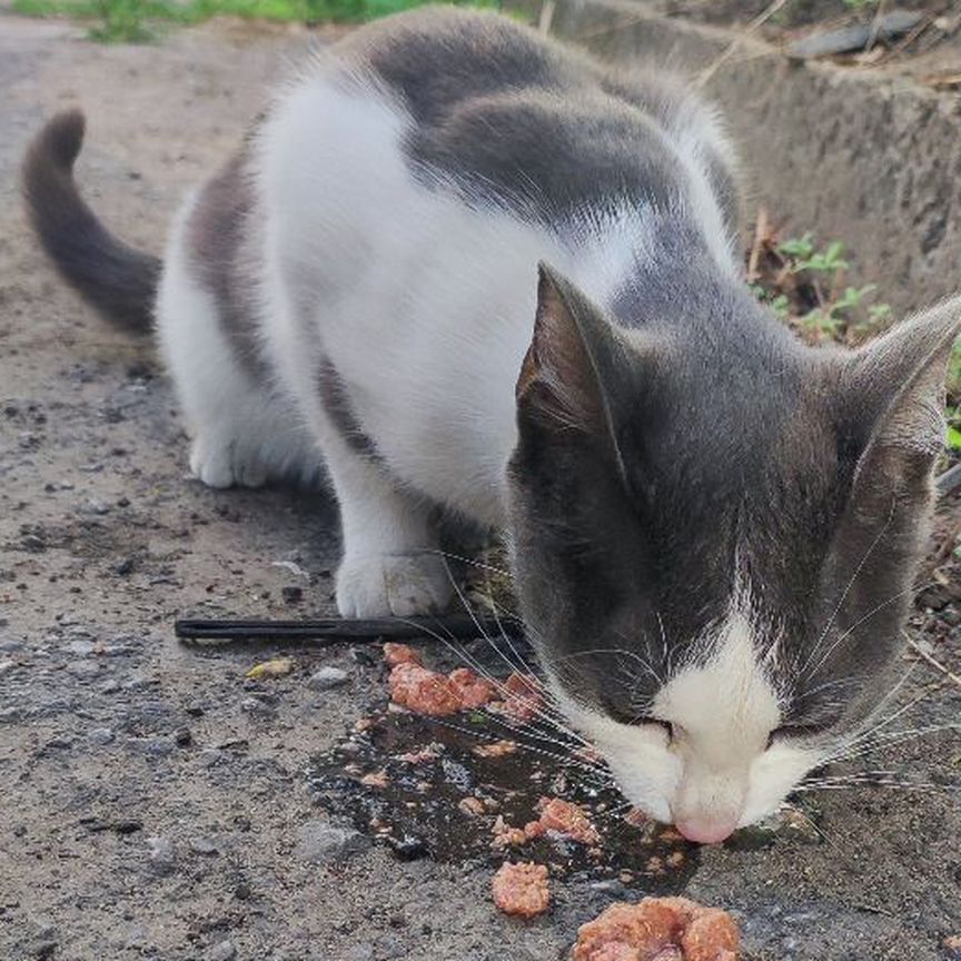 Кошечка в добрые руки