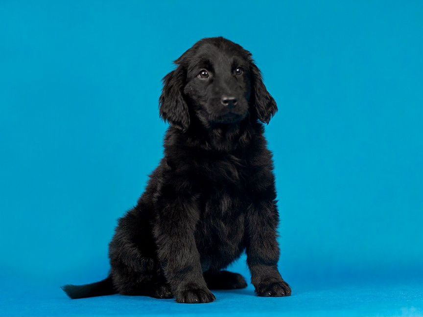 Прямошерстный ретривер щенки мальчики