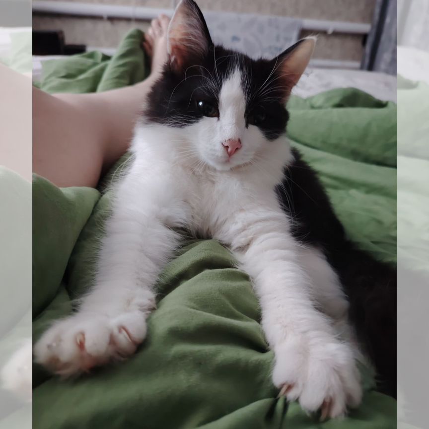 Взрослый кот в добрые руки