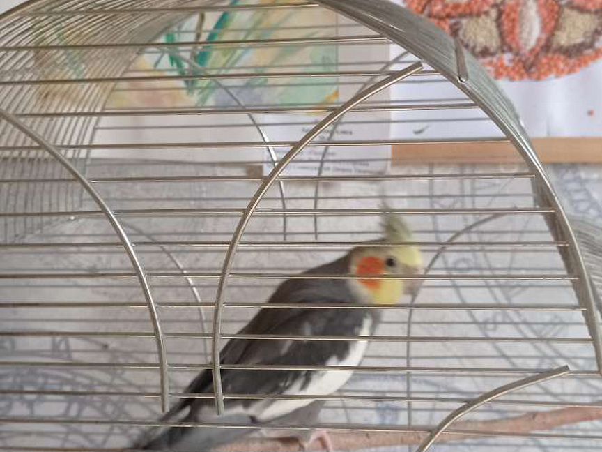 Попугай корелла мальчик