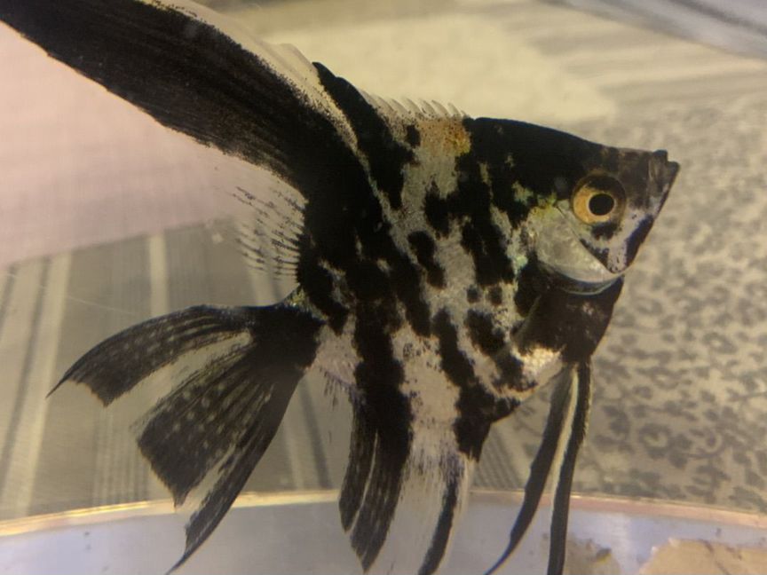 Аквариумная рыбка скалярия большая