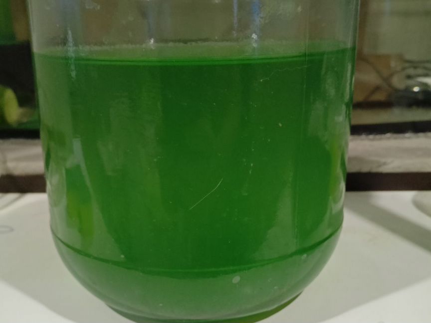 Тетраселмис