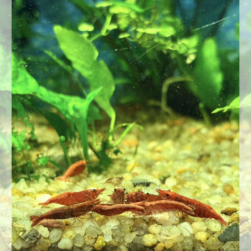 Креветки вишня