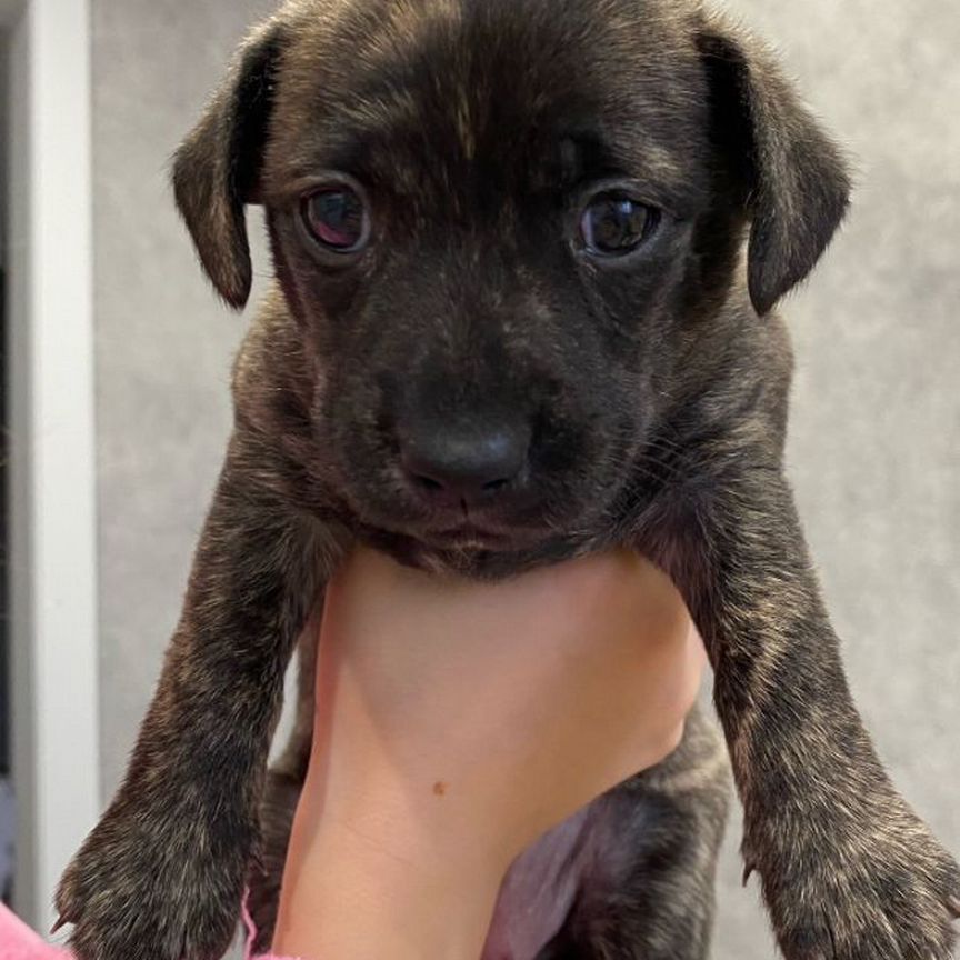 Собаки щенки таксы