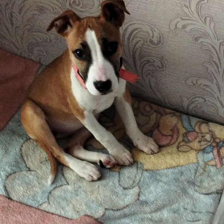 Отдам в добрые руки