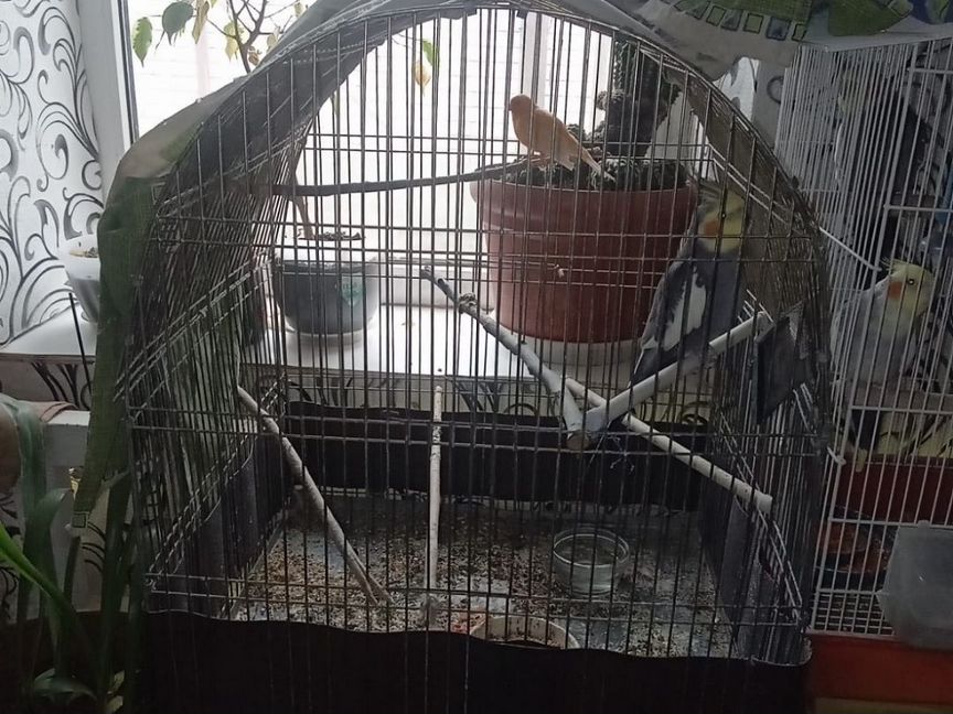 Большая клетка, попугай карелла и кенор