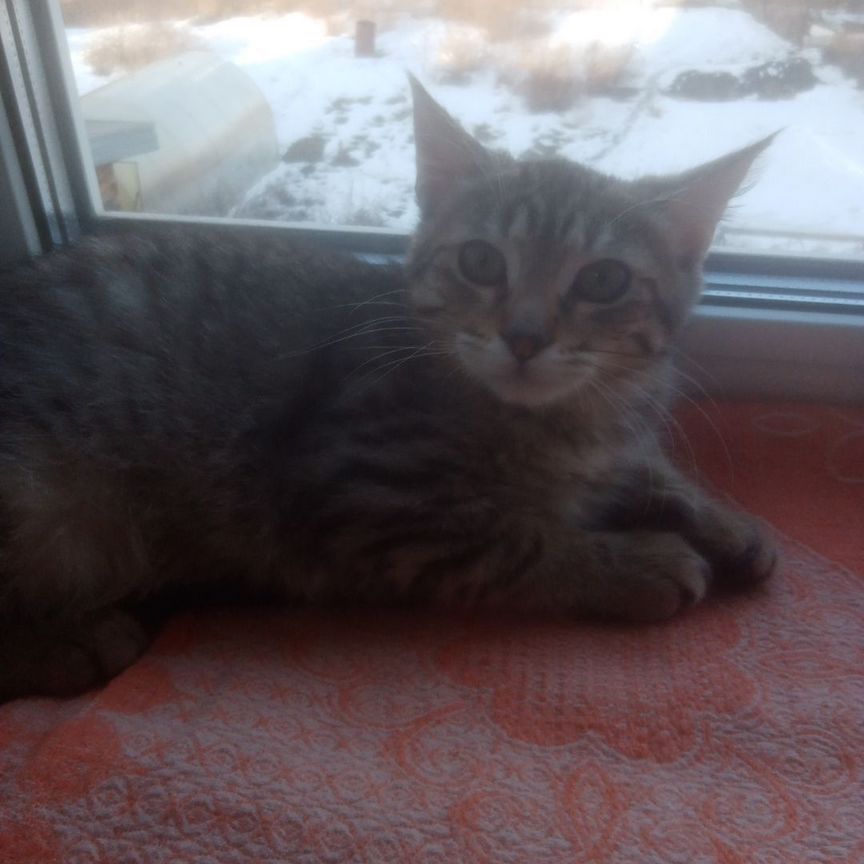 Котенок в добрые руки