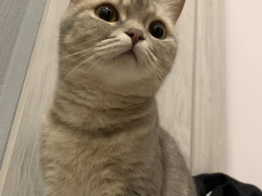 Британская