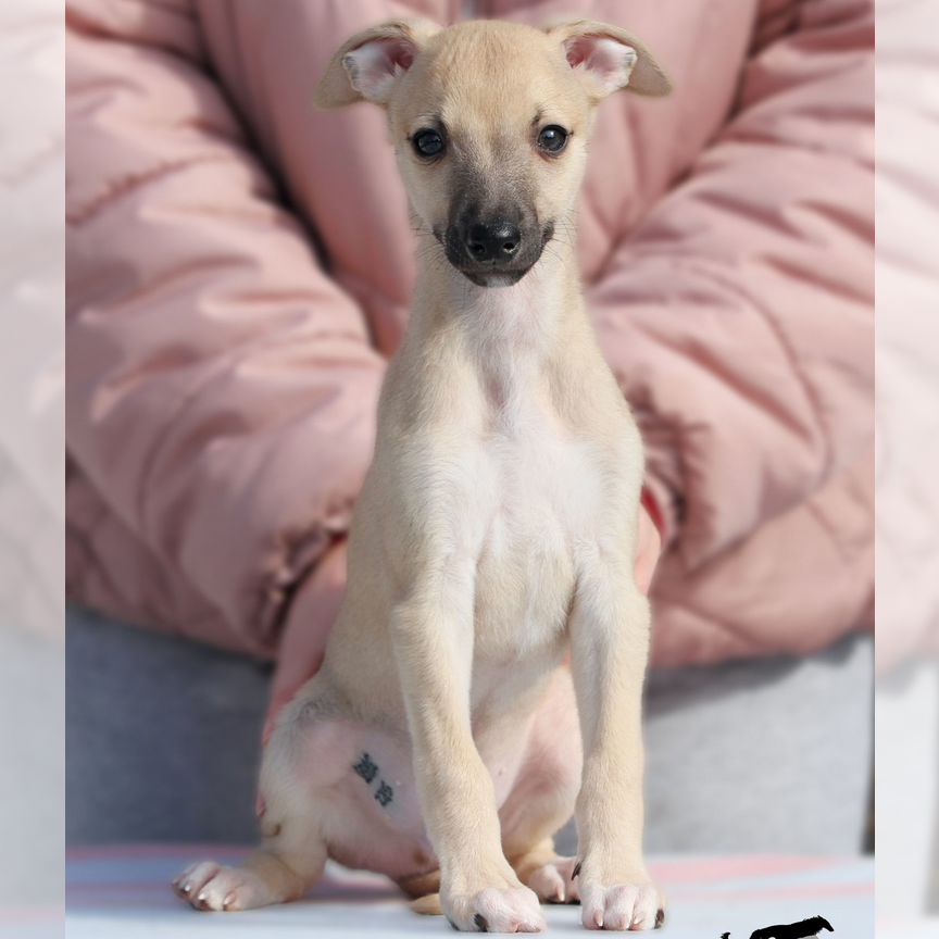 Уиппет, щенок