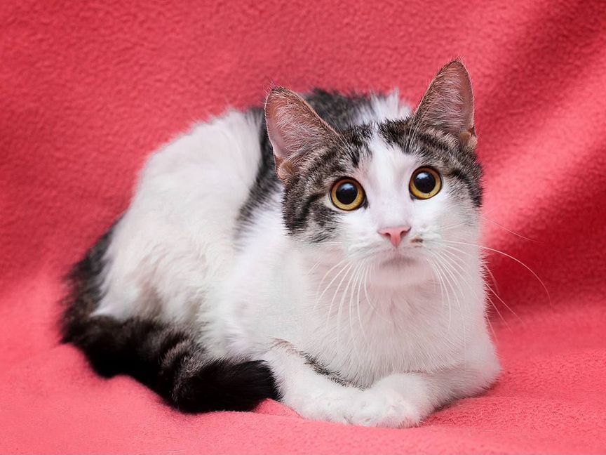 Очаровательная кошечка ищет дом