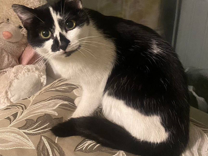 Кошка