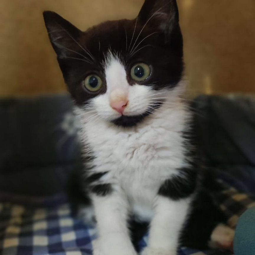 Котенок