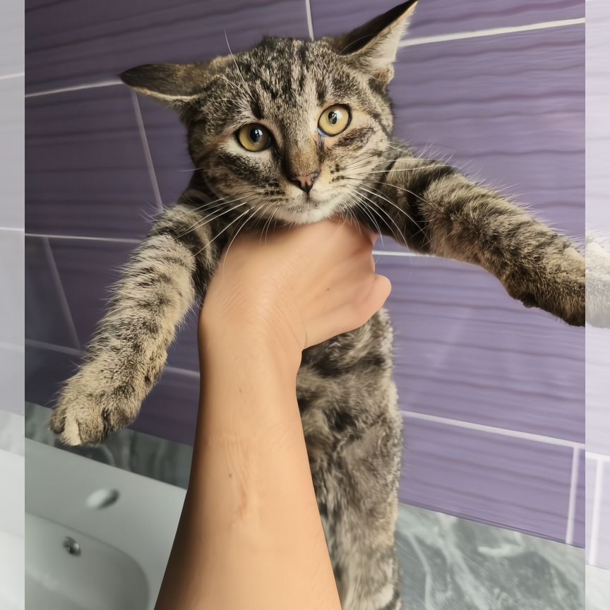 Котёнок в добрые руки