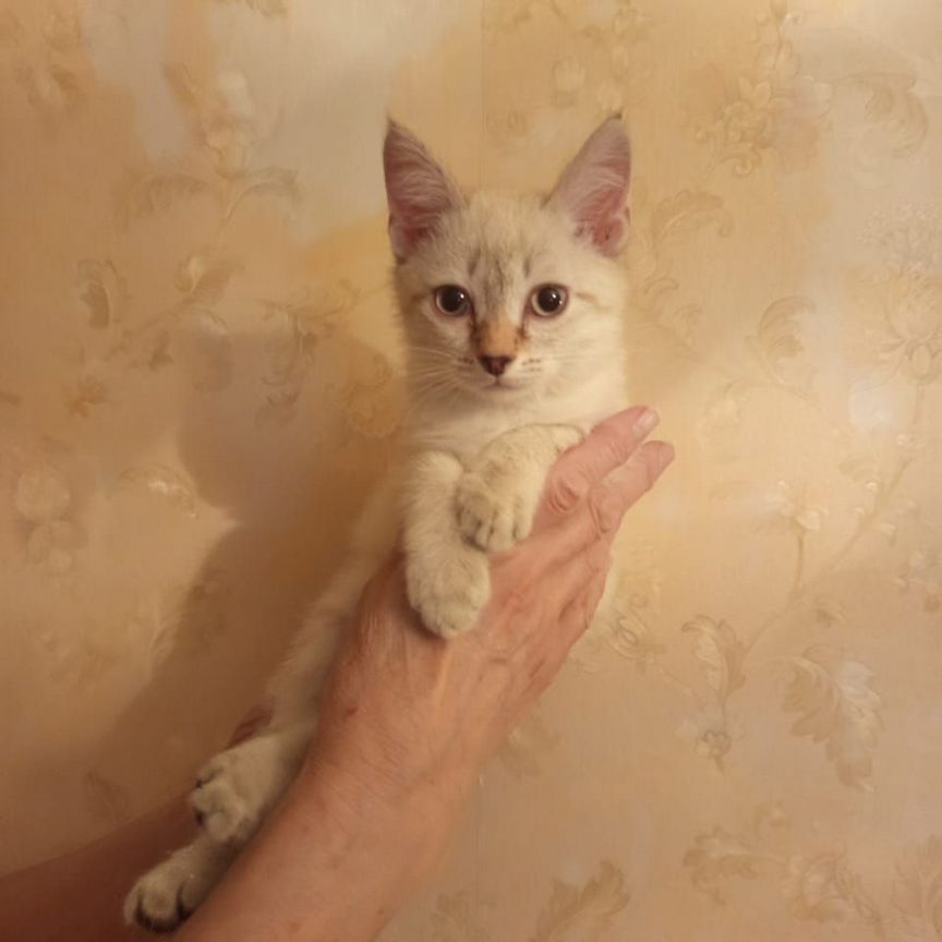 Котята в добрые руки бесплатно