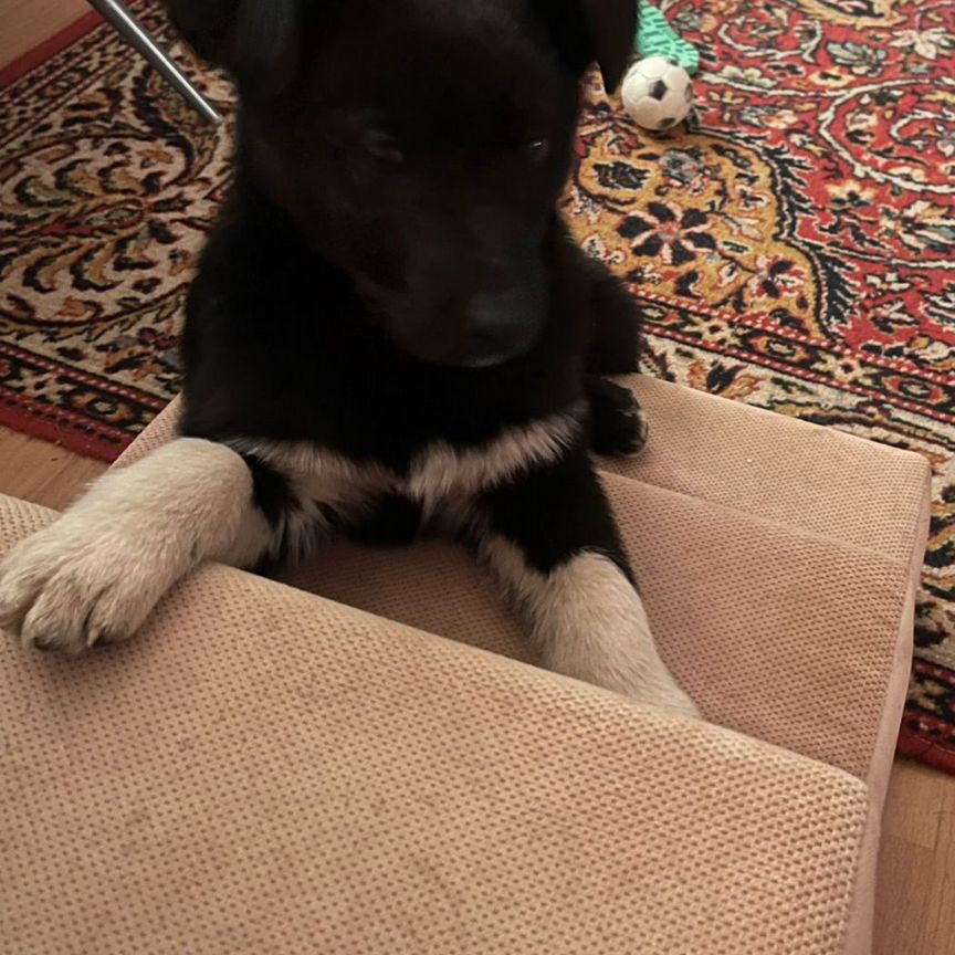 Щенок в добрые руки