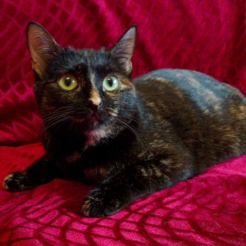 Взрослая, кошка в добрые руки