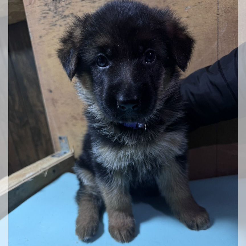 Щенки немецкой овчарки с документами