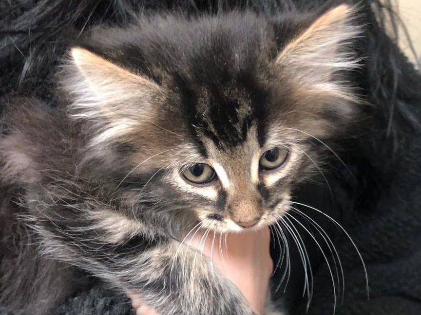 Котята размером с ладошку