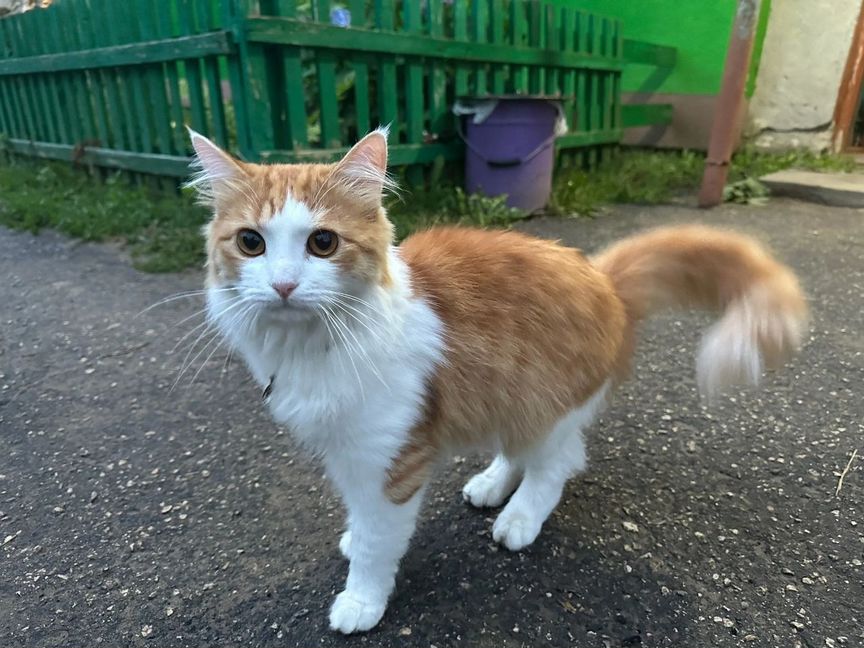 Молодой котик остался на улице