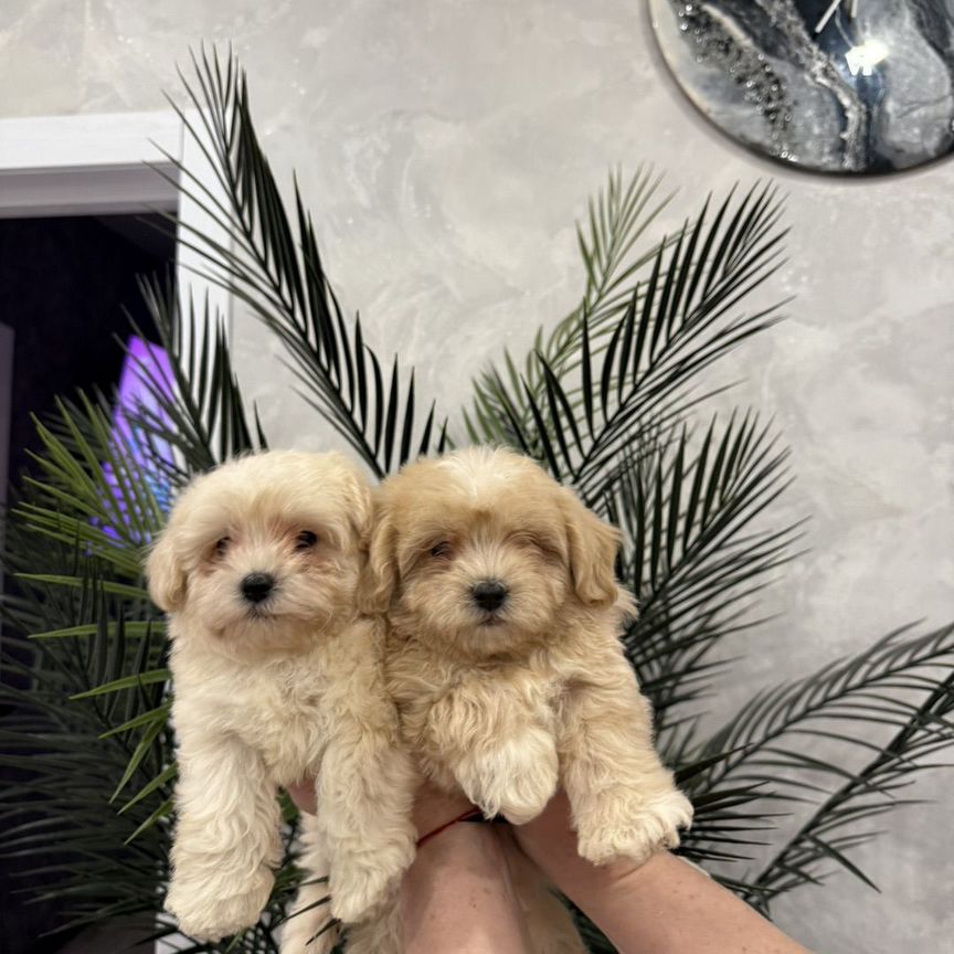 Мальтипу, щенок