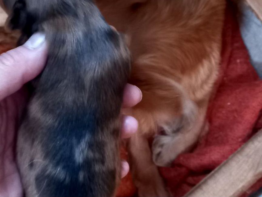 Щенки русский той-терьер