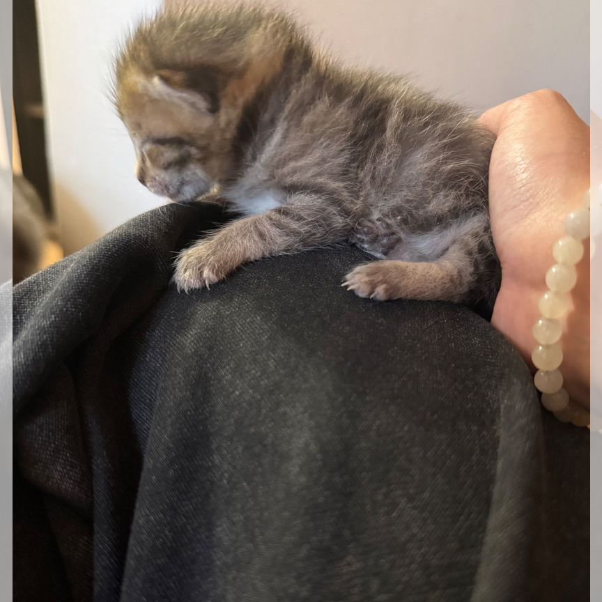 Котёнок в добрые руки