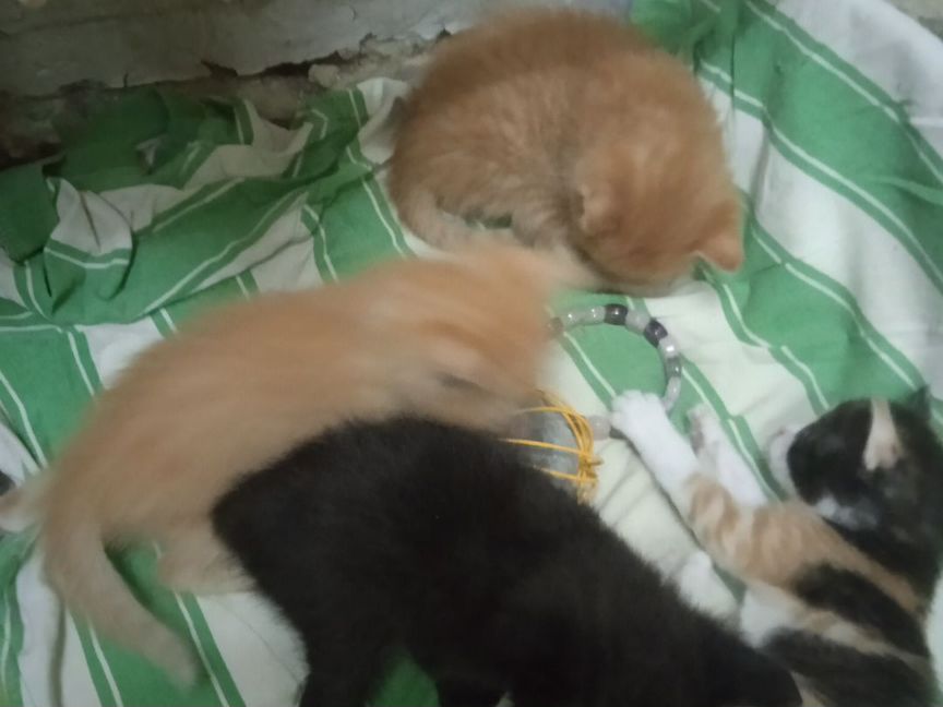 Отдам бесплатно котят