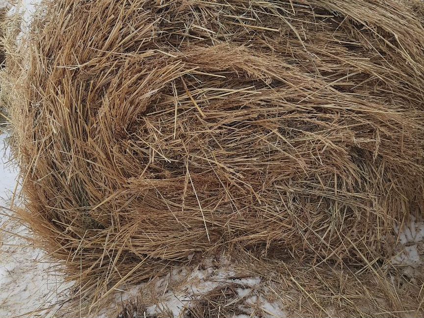 Продам сено в рулонах