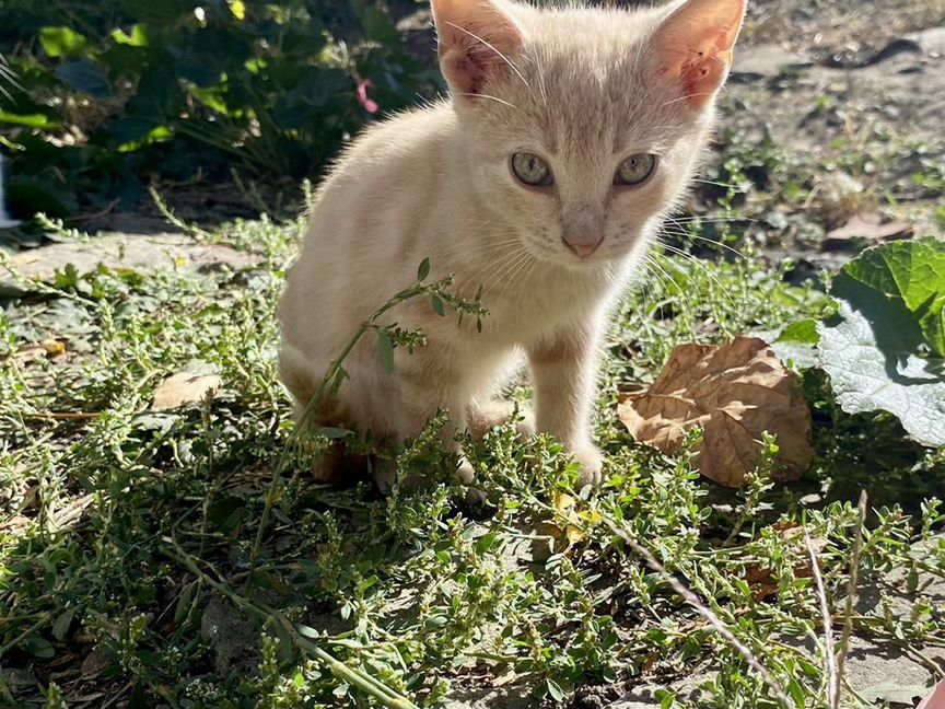 Котенок в красивом окрасе в семью